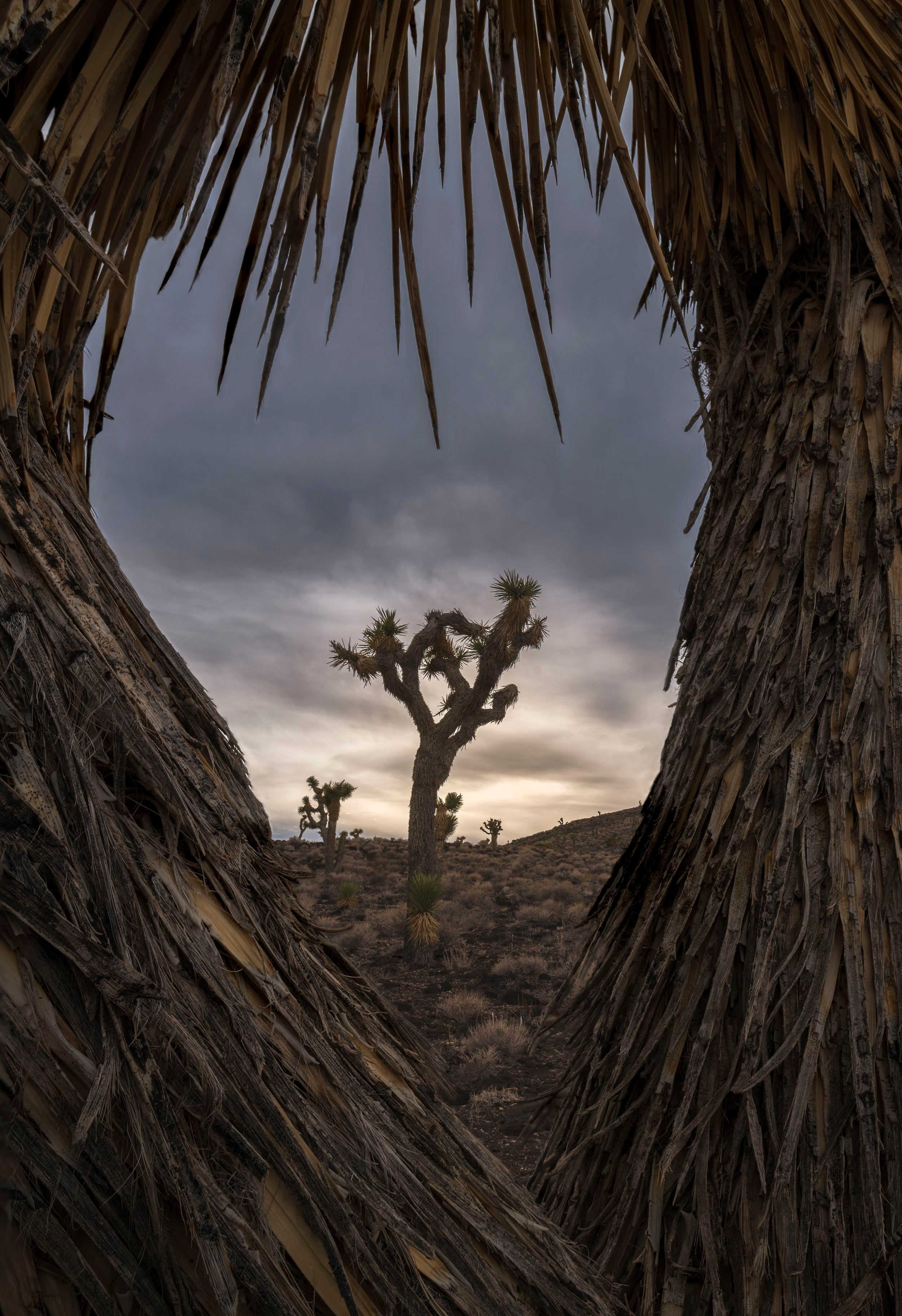 10 Best Photography Spots in Joshua Tree National Park – Daniel Mitler ...